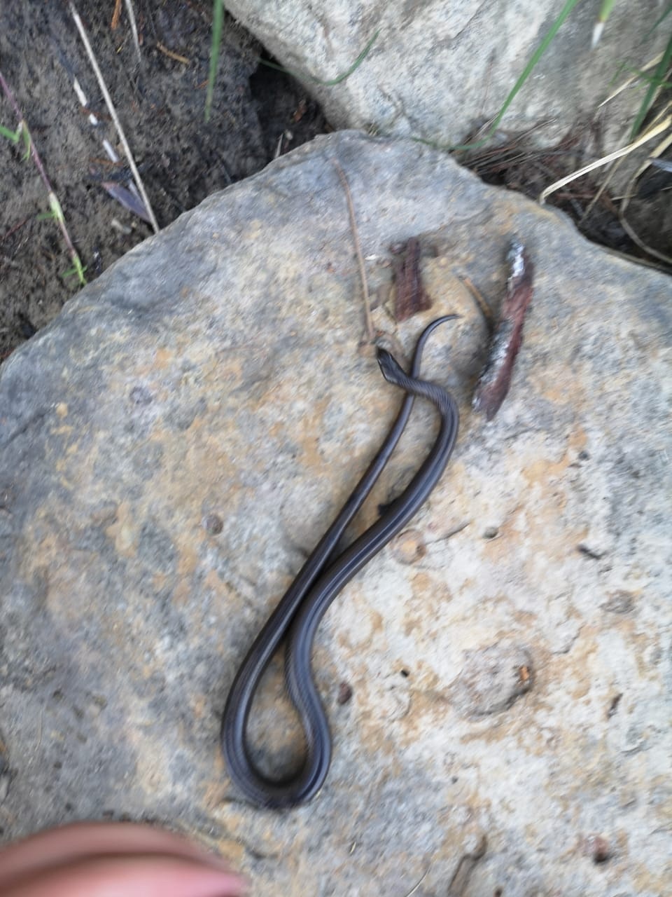 Lycodonomorphus laevissimus (Günther, 1862)