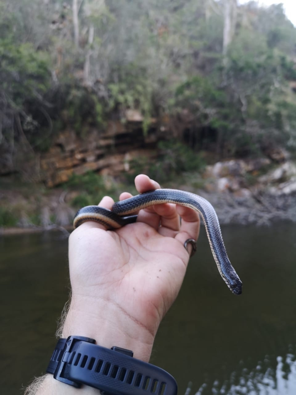 Lycodonomorphus laevissimus (Günther, 1862)