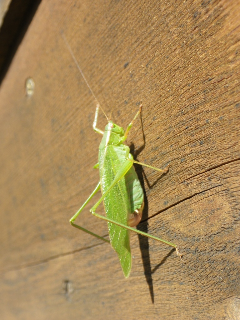 Fork-tailed Bush Katydid from Cliff-Cannon, Spokane, WA on September 13 ...