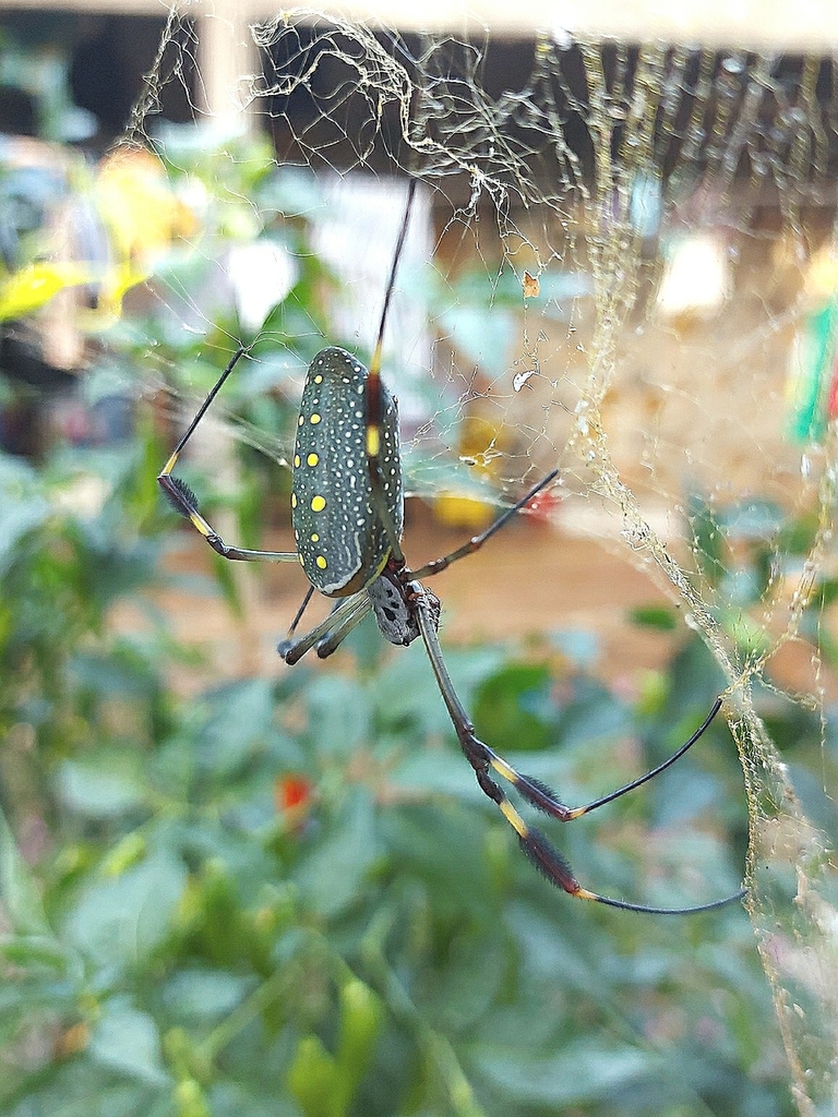 Golden Silk Spider from Calobre, Panamá on January 28, 2021 at 05:12 PM ...
