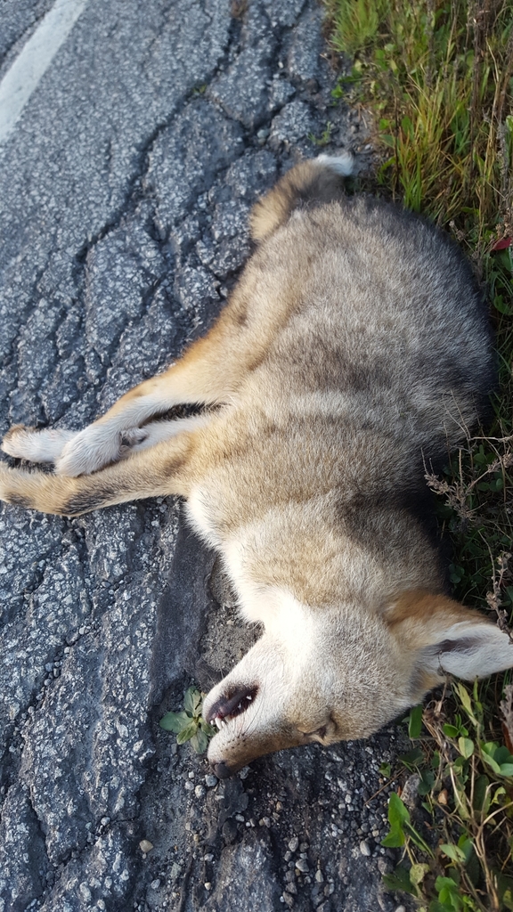 Coyote from 4561 US-2, Marshfield, VT 05658, USA on October 19, 2017 at ...