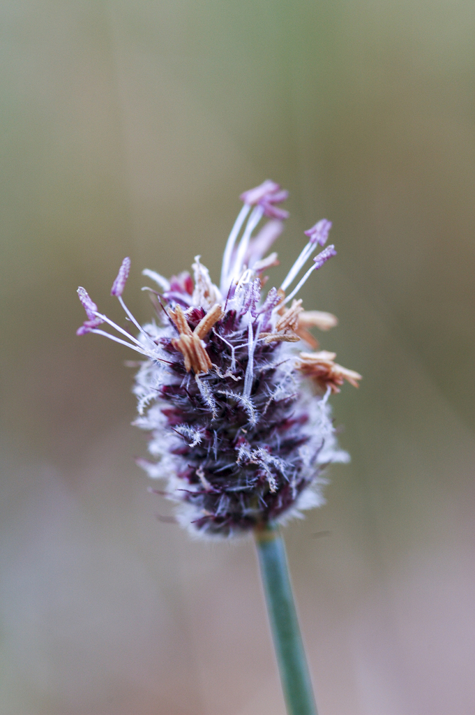 Alpine Foxtail (Alopecurus magellanicus) - Botanical Realm