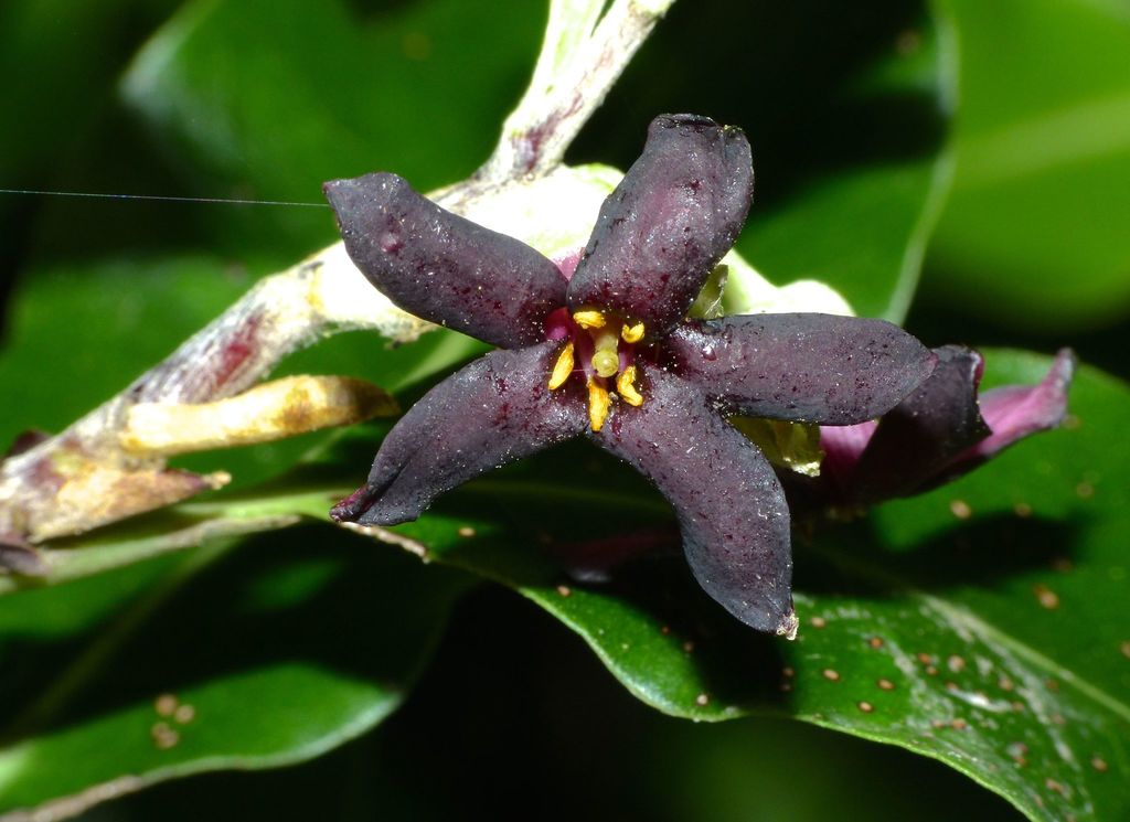 Kohuhu (Beginners Guide to Canterbury Flora) · BioDiversity4All