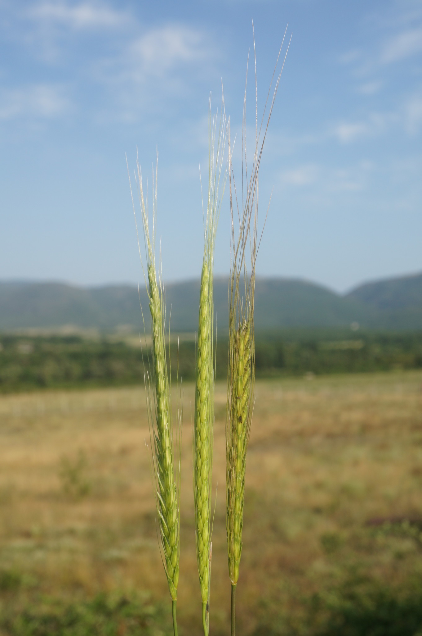 Triticum monococcum L.