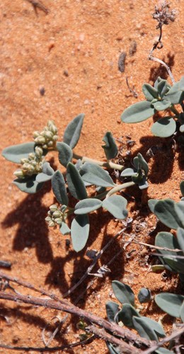 Subspecies Limeum africanum canescens · iNaturalist