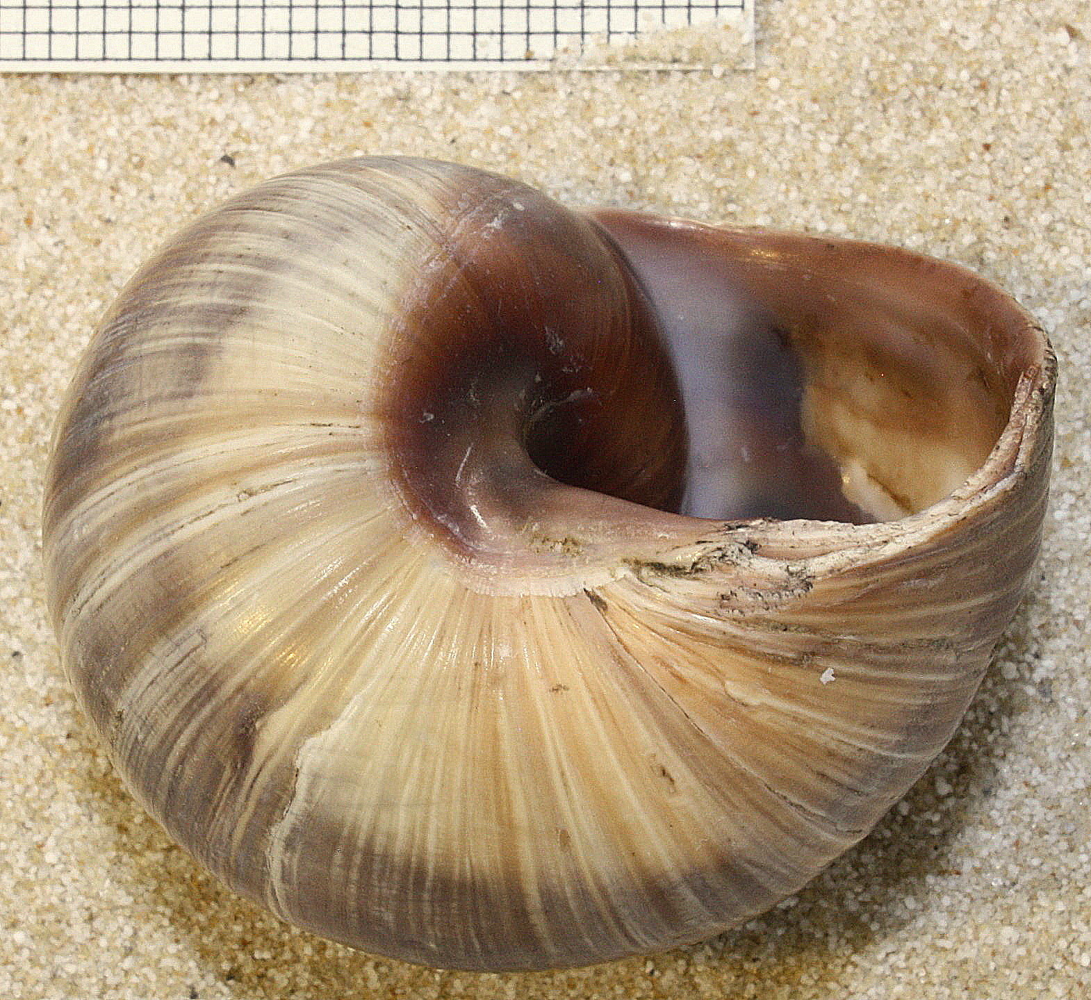 Helix cincta O.F.Müller, 1774
