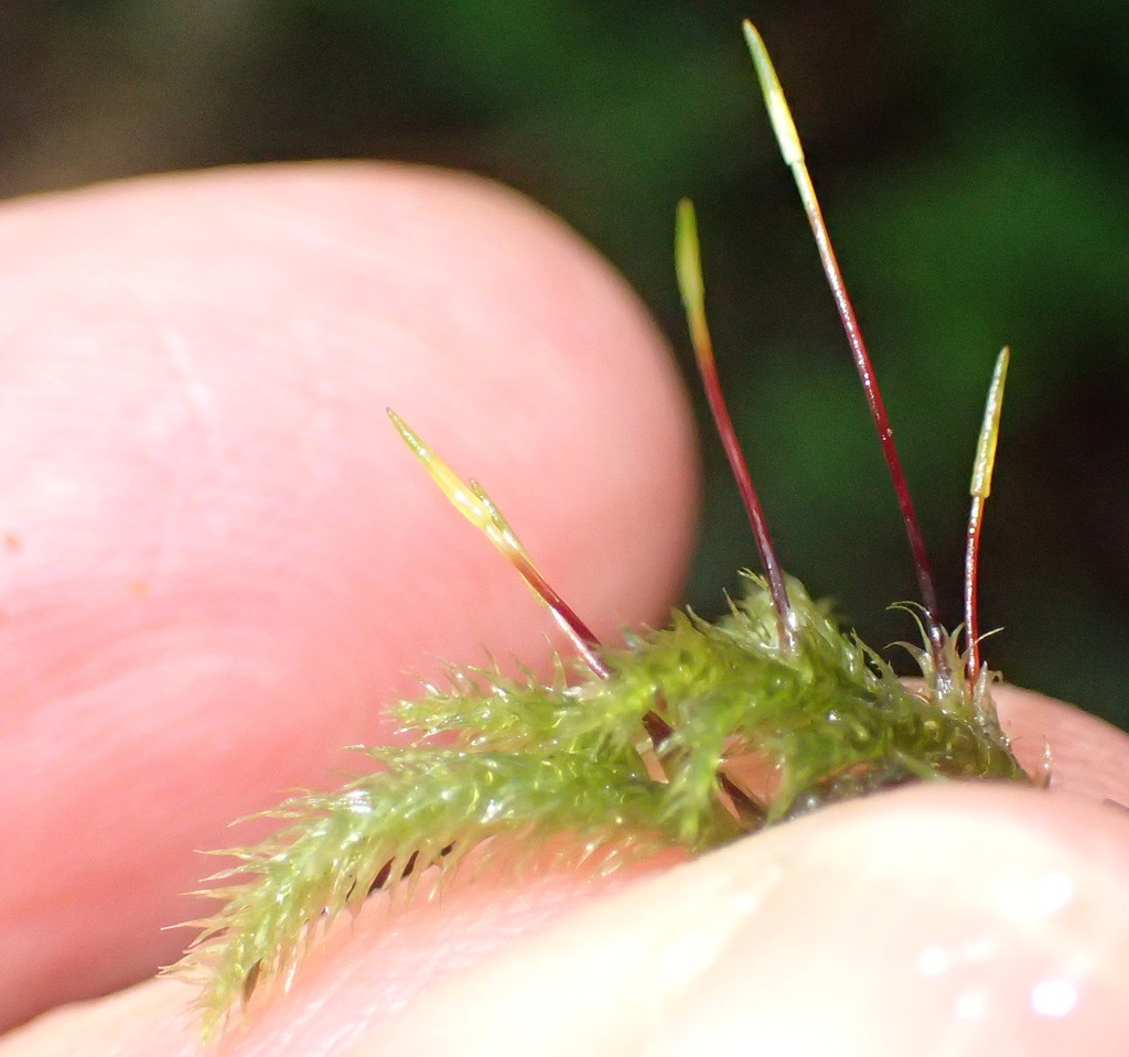(Palamocladium leskeoides) - Botanical Realm