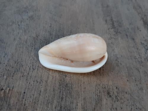 Bullata bullata · iNaturalist