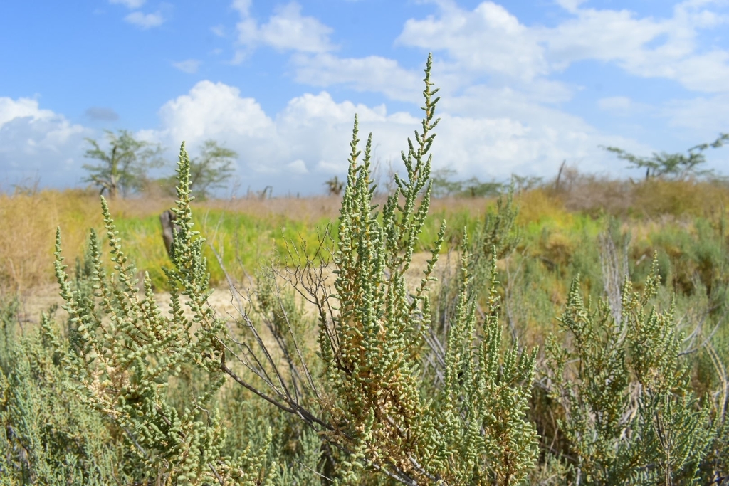 Dwarf Glasswort from Batey 8 (D. M.)., Dominican Republic on February 3 ...