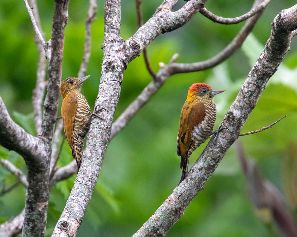 Dryobates Woodpeckers (Dryobates) - Avian Discovery