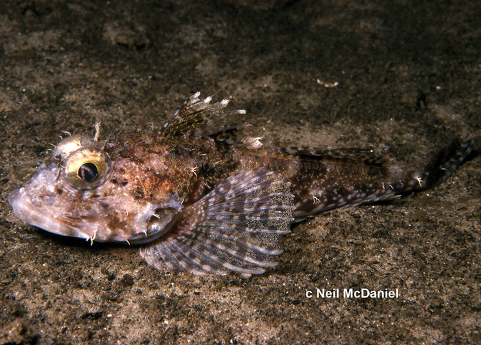 Fringed Sculpin (Icelinus fimbriatus) - Marine Life Identification