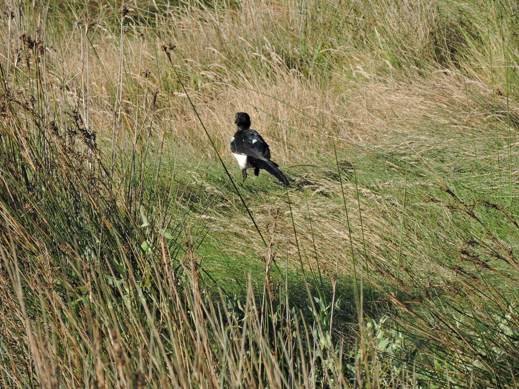 Eurasian Magpie from 4740 Fão, Portugal on August 26, 2020 at 09:00 AM ...