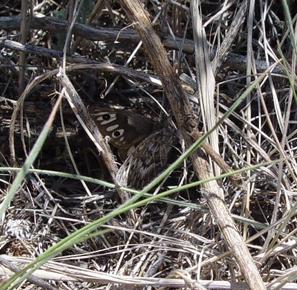 Ridings' Satyr from Eagle Nest Lake State Park, Colfax Co., NM on July ...