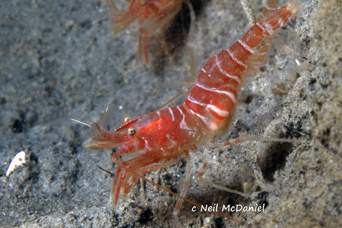 Berkeley Eualid (Eualus berkeleyorum) · iNaturalist