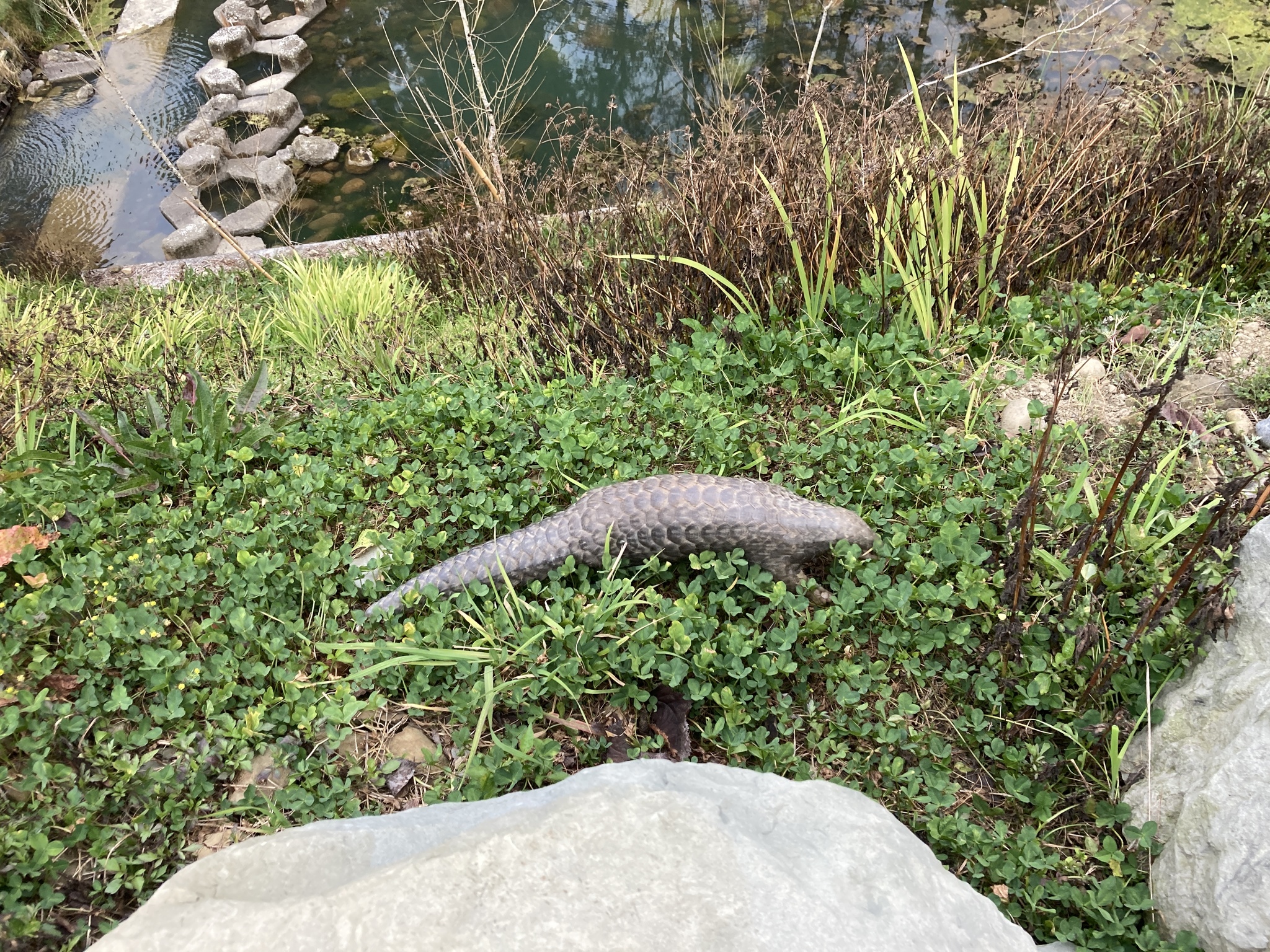 Manis pentadactyla pentadactyla