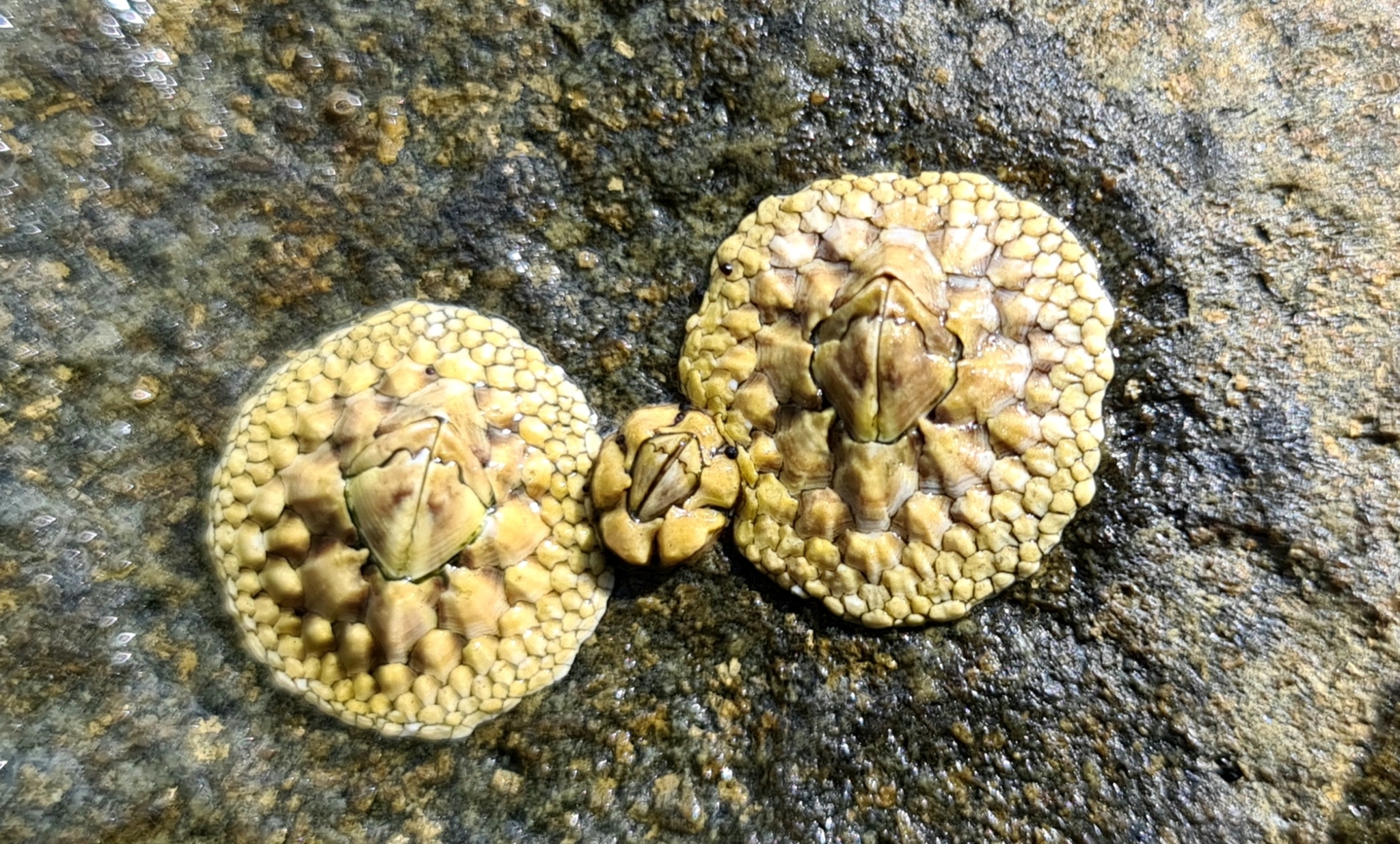 Surf Barnacle (Catomerus polymerus) - Tomahawk, Tasmania
