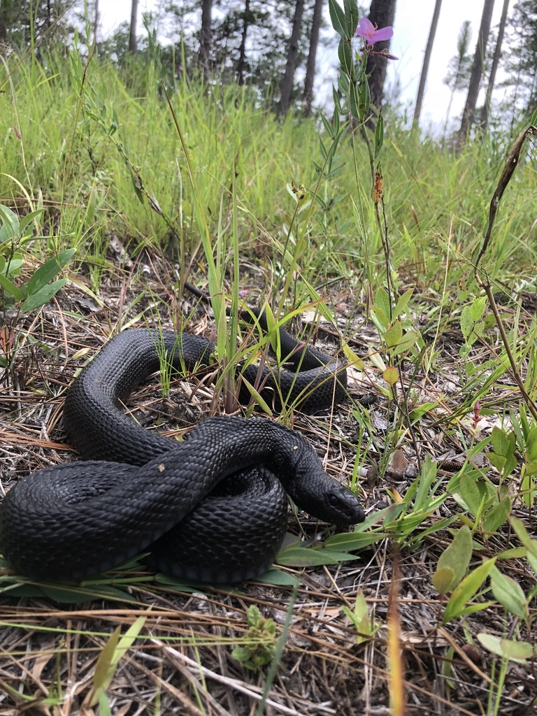 Black Pine Snake in June 2018 by narumk07 · iNaturalist