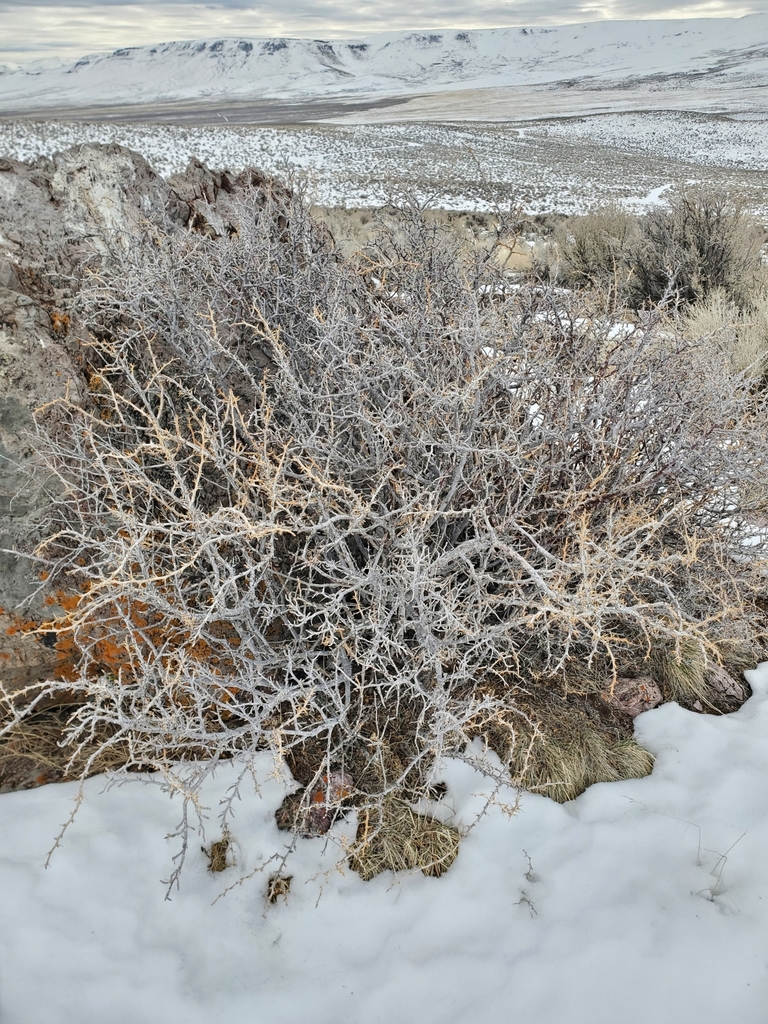 Desert Peach from Orovada, NV 89425, USA on February 9, 2021 at 11:19 ...