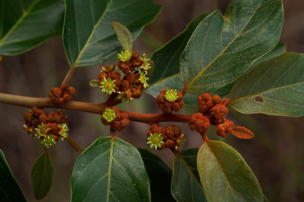 Colubrina arborescens (Mill.) Sarg.