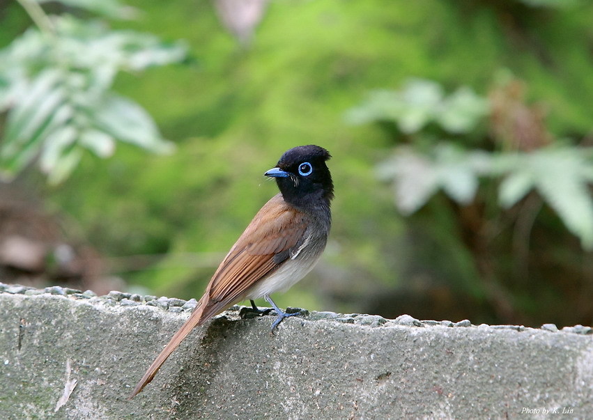Japanese Paradise-Flycatcher (Birds of Singapore) · iNaturalist