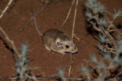 (Perognathus flavus subsp. flavus)