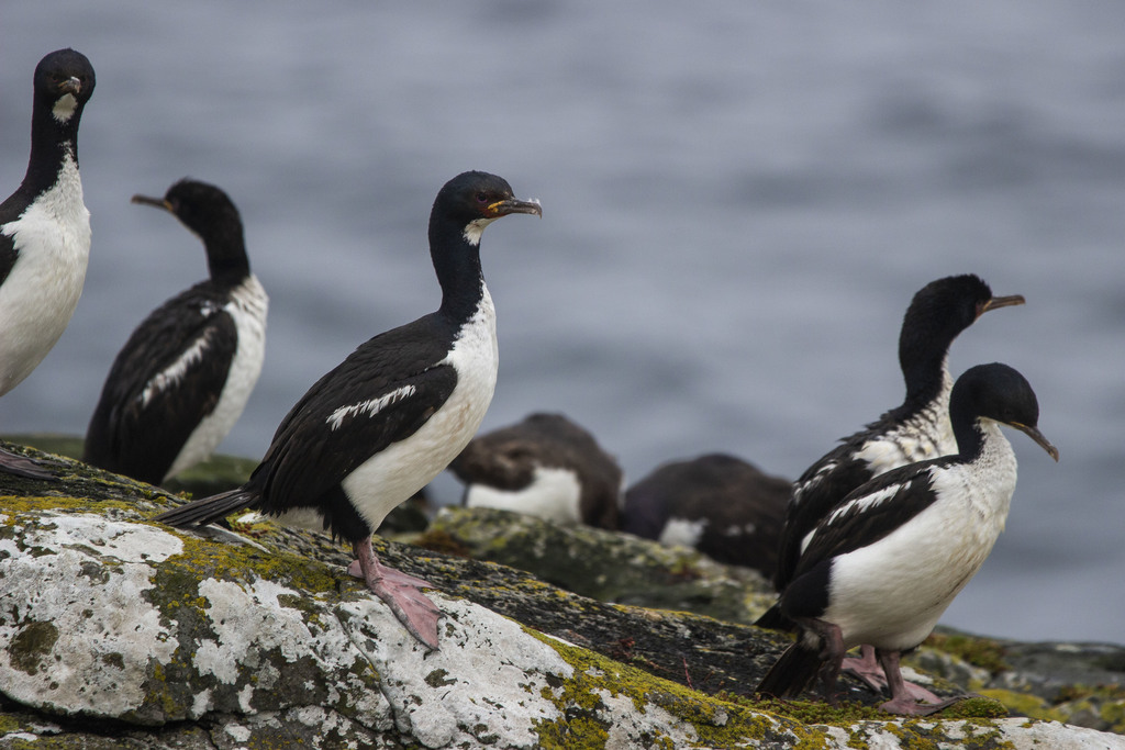 Auckland Island Shag in February 2021 by Oscar Thomas · iNaturalist