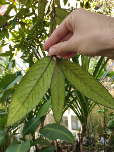 Mitrephora calcarea · iNaturalist