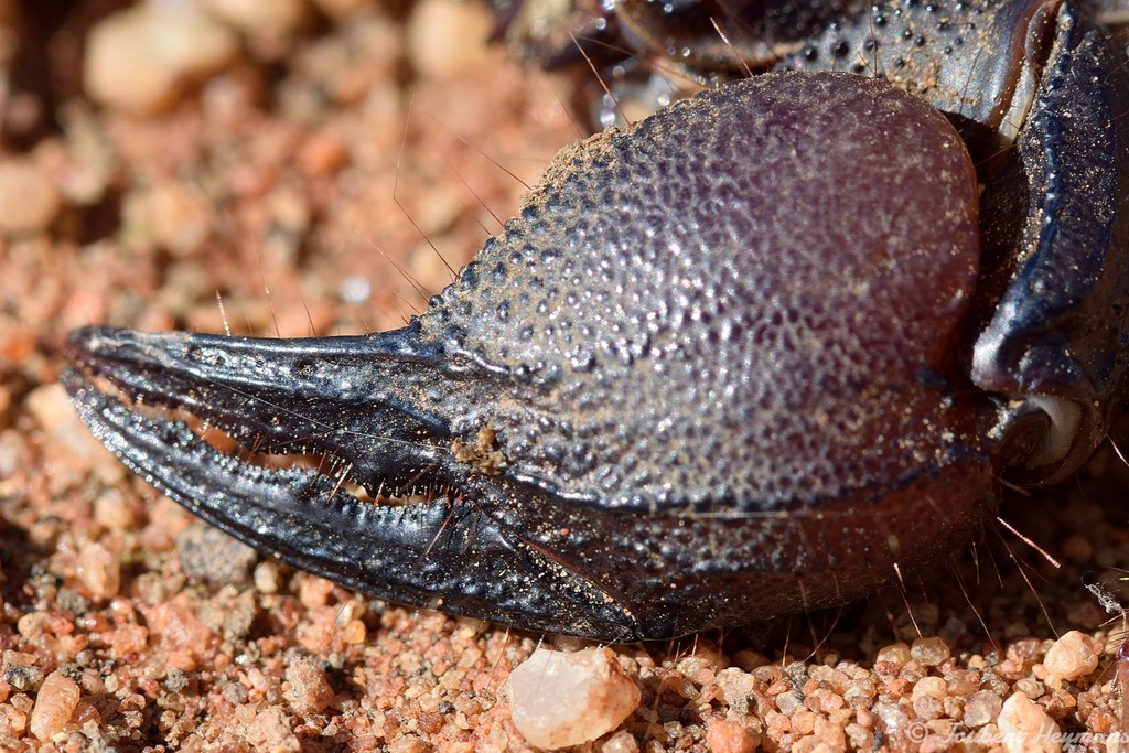 Shiny Burrow Scorpion on February 13, 2021 at 08:42 AM by Joubert ...