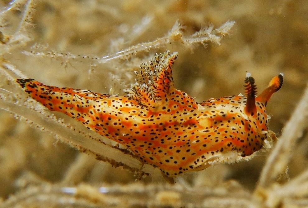 Polycera fujitai from Eden on February 12, 2021 at 05:14 PM by ...
