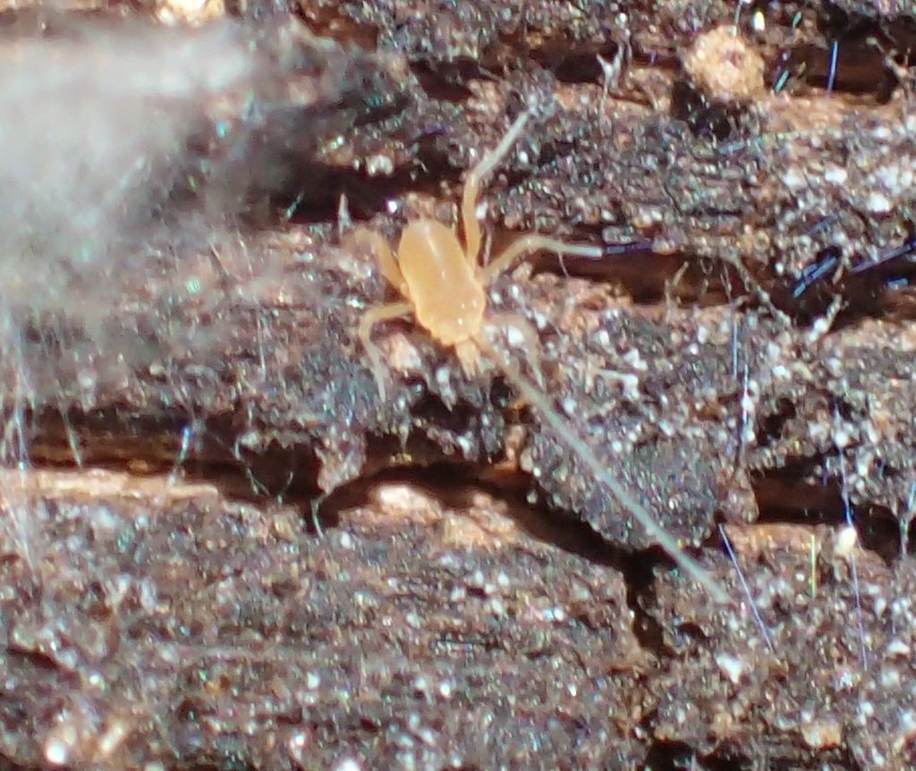 Linopodes from San Pedro, Los Angeles, CA, USA on February 14, 2021 at ...