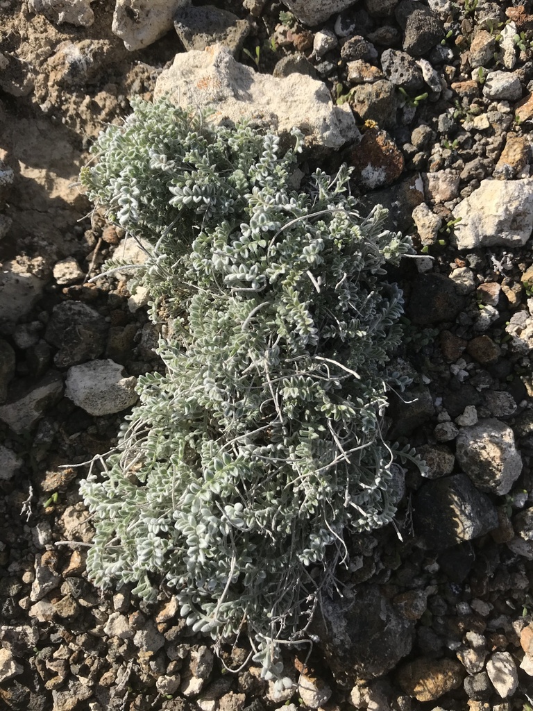 trask's milkvetch in February 2021 by Adam J. Searcy · iNaturalist