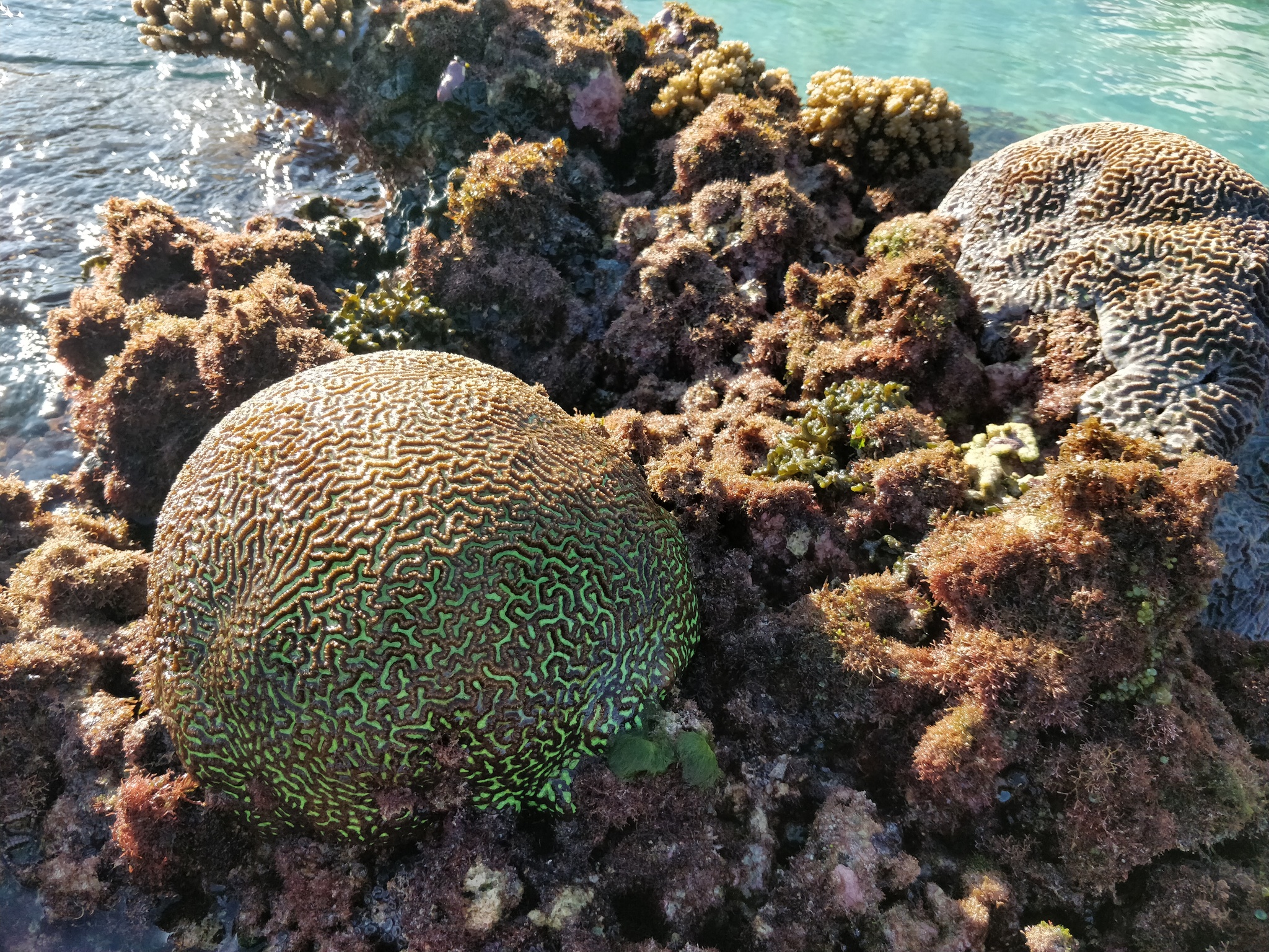 Platygyra daedalea (Ellis & Solander, 1786)