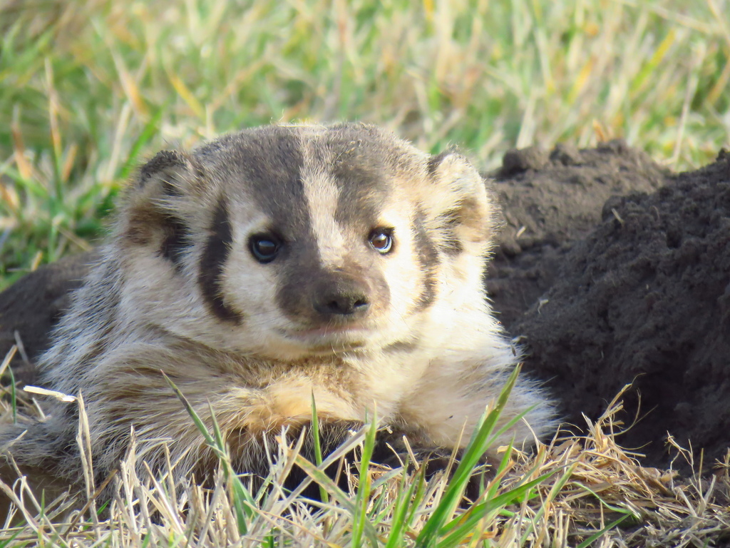American Badger from Point Reyes National Seashore, Marin, California ...