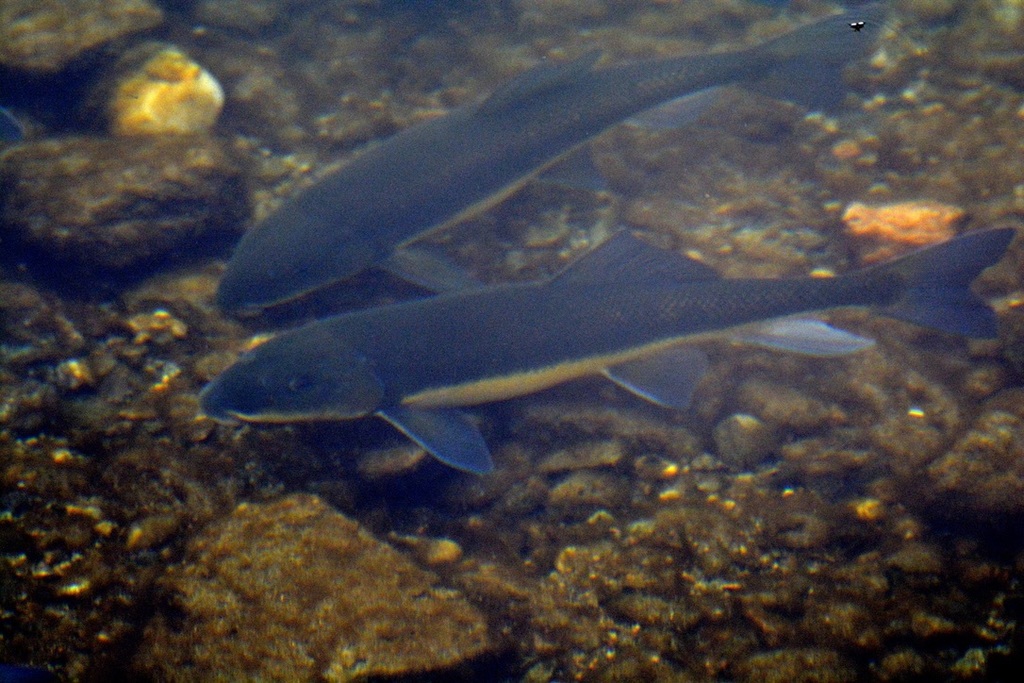 Largescale Sucker (Catostomus macrocheilus) - Marine Life Identification