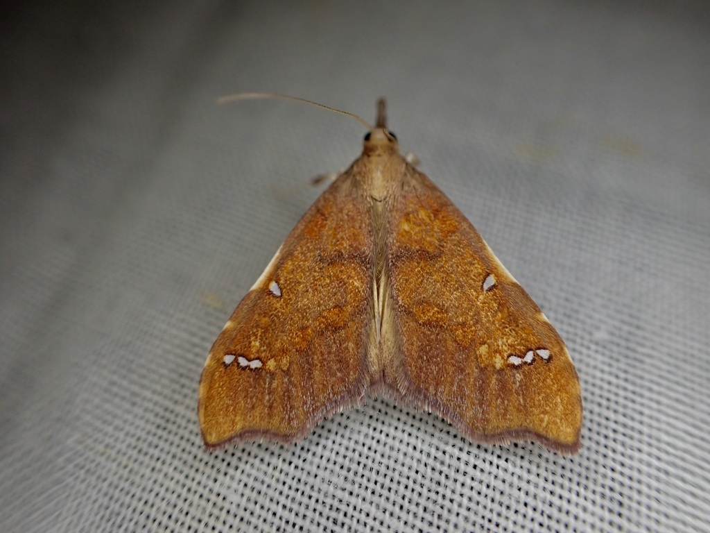 Clematis Triangle (Micro-Moths of New Zealand's North Island) · iNaturalist