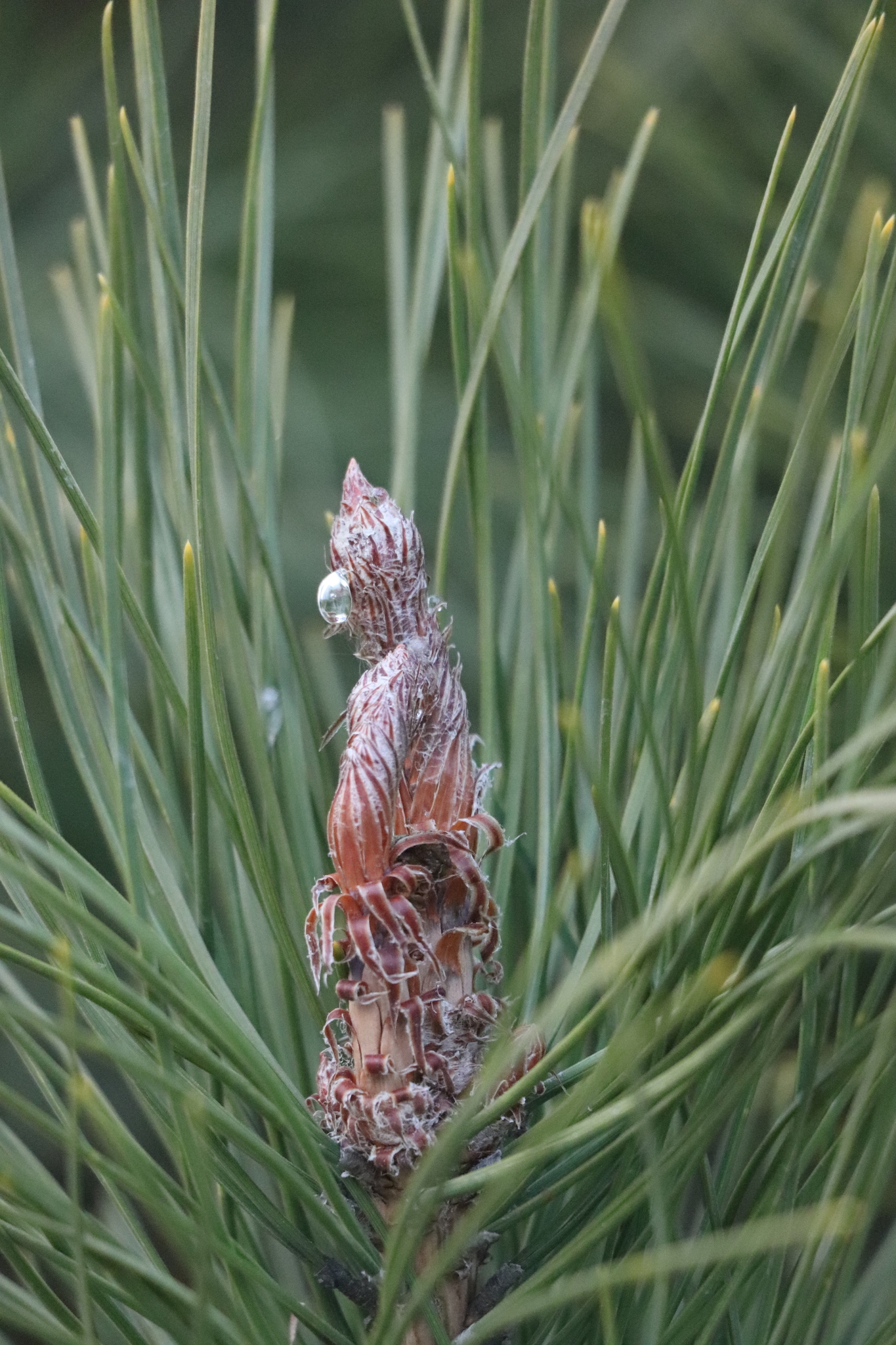 Pinus tabuliformis Carrière