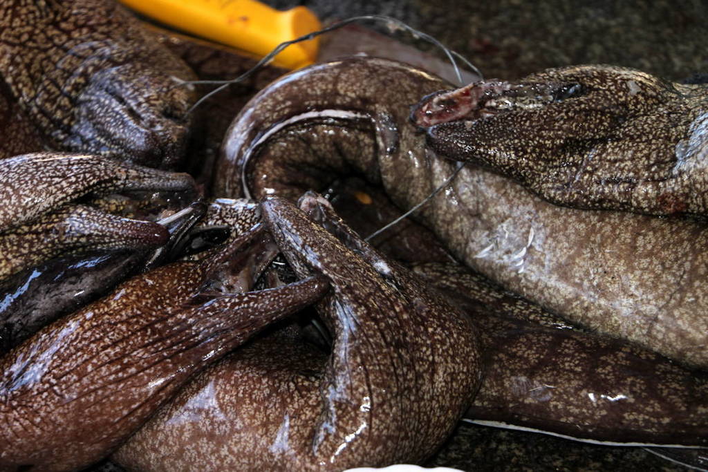 Polygon Moray (Gymnothorax polygonius) - Marine Life Identification