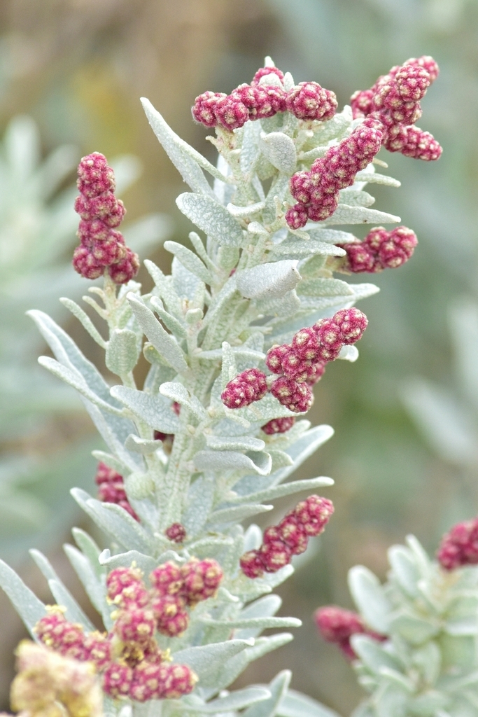 Grey Saltbush from Rosetown SA 5275, Australia on February 13, 2021 at ...