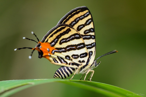 Club Silverline (Subspecies Cigaritis syama terana) · iNaturalist
