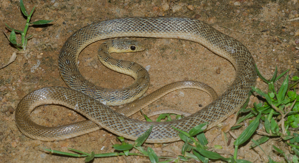 Banded Racer from Baranti on October 12, 2016 at 05:15 PM by avrajjal ...