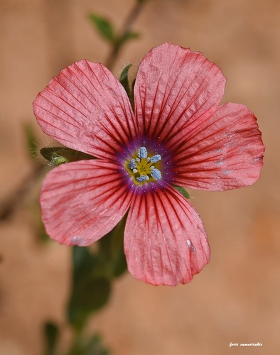 Subspecies Linum pubescens sibthorpianum · iNaturalist