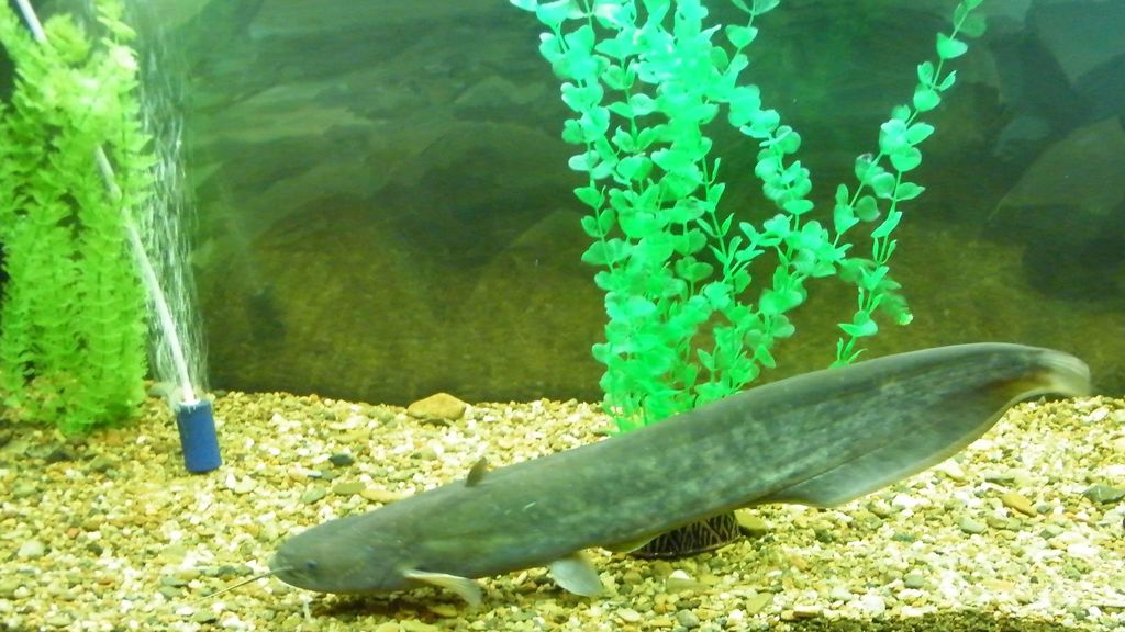 Soldatov's Catfish (Silurus soldatovi) - Marine Life Identification