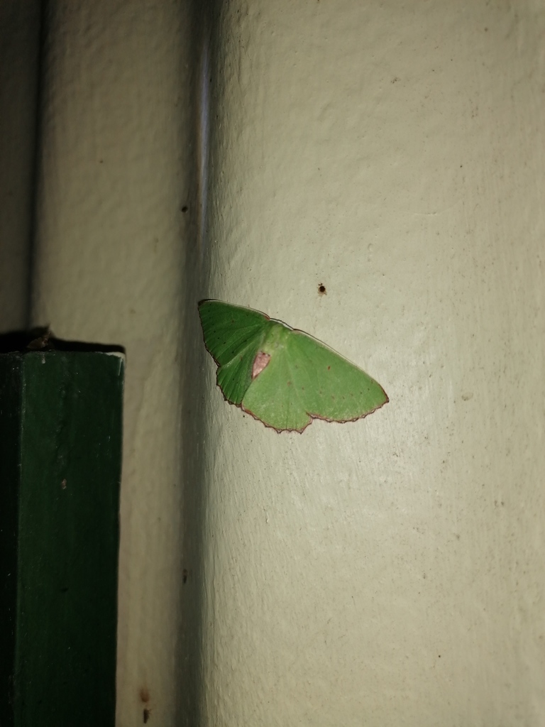Emerald Moths from South Cape DC, South Africa on February 13, 2021 at ...