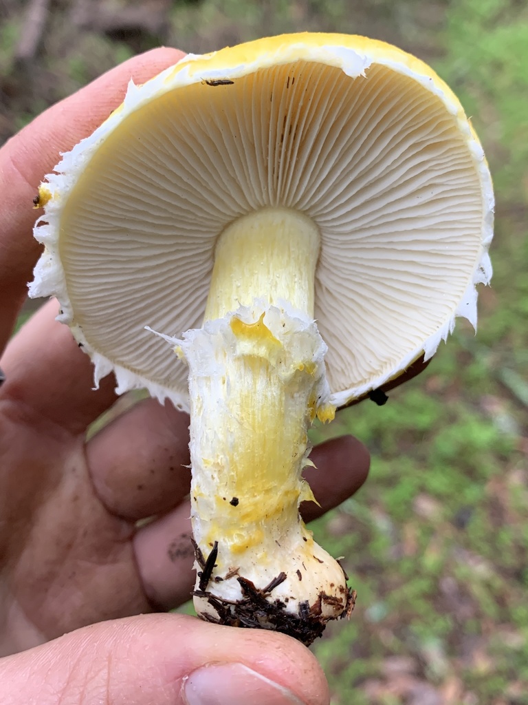 Floccularia albolanaripes from Glen Ellen, CA, US on February 14, 2021 ...