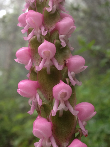 Variety Satyrium nepalense ciliatum · iNaturalist