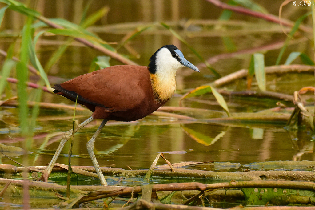 African Jacana (Zanzibar Wildlife - Bwawani Wetland) · iNaturalist