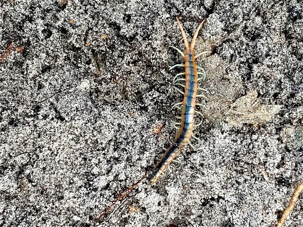 Florida Blue Centipede from lake wales ridge wea on February 15, 2021 ...