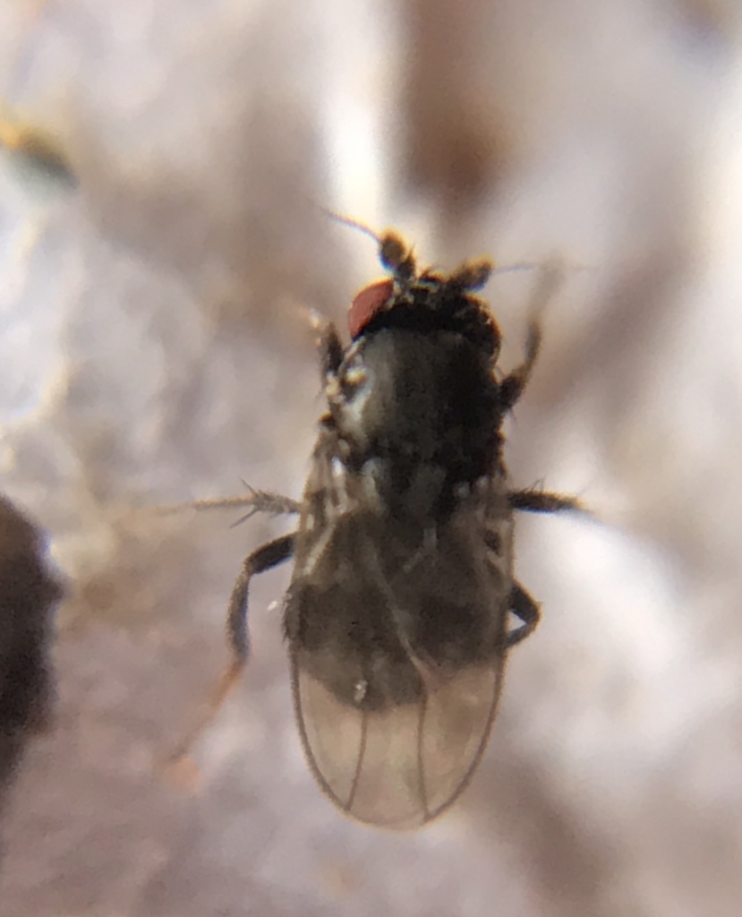 Robustagramma from Aspen Hill, MD, USA on February 6, 2021 at 01:35 PM ...