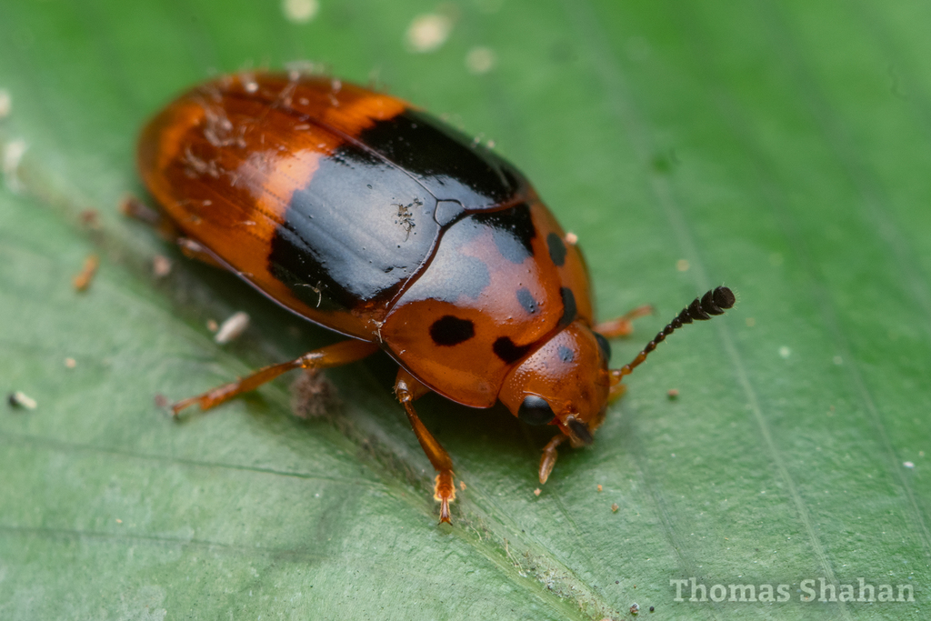 Pleasing Fungus Beetles in July 2016 by Thomas Shahan · iNaturalist