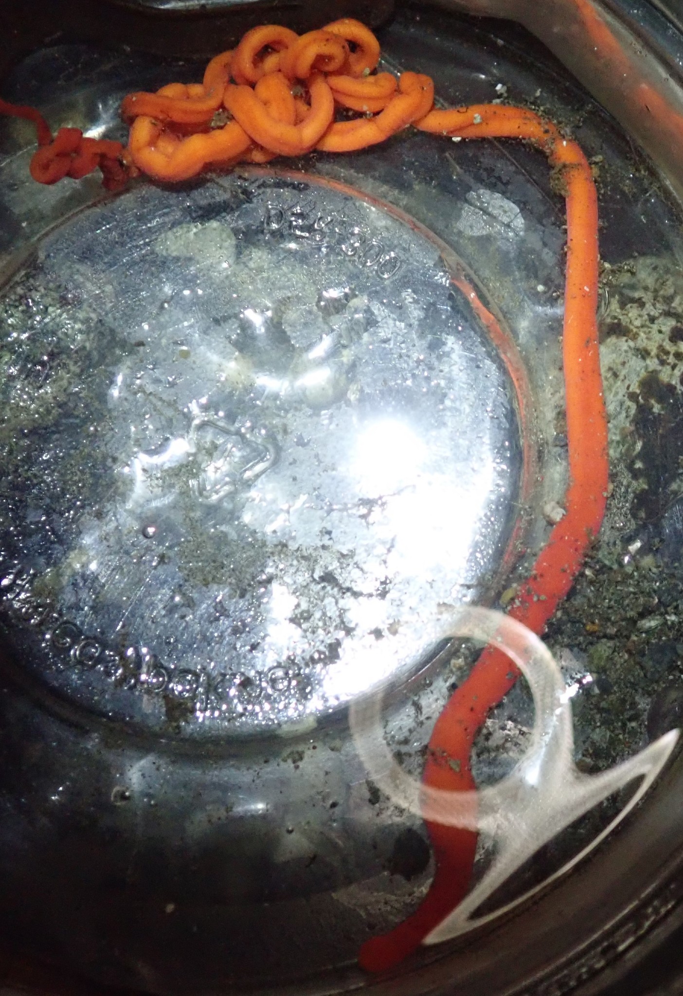 Tubulanus Renier, 1804